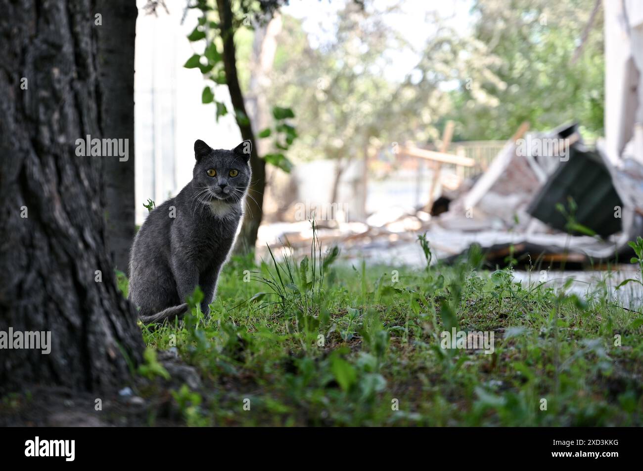 LVIV, UKRAINE - JUNE 19, 2024 - A cat is seen outside an administrative ...