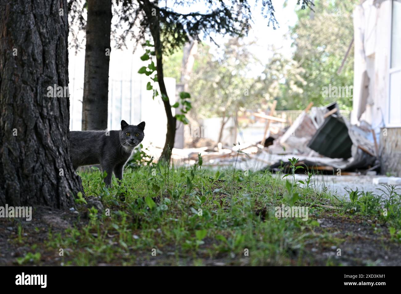 LVIV, UKRAINE - JUNE 19, 2024 - A cat is seen outside an administrative ...