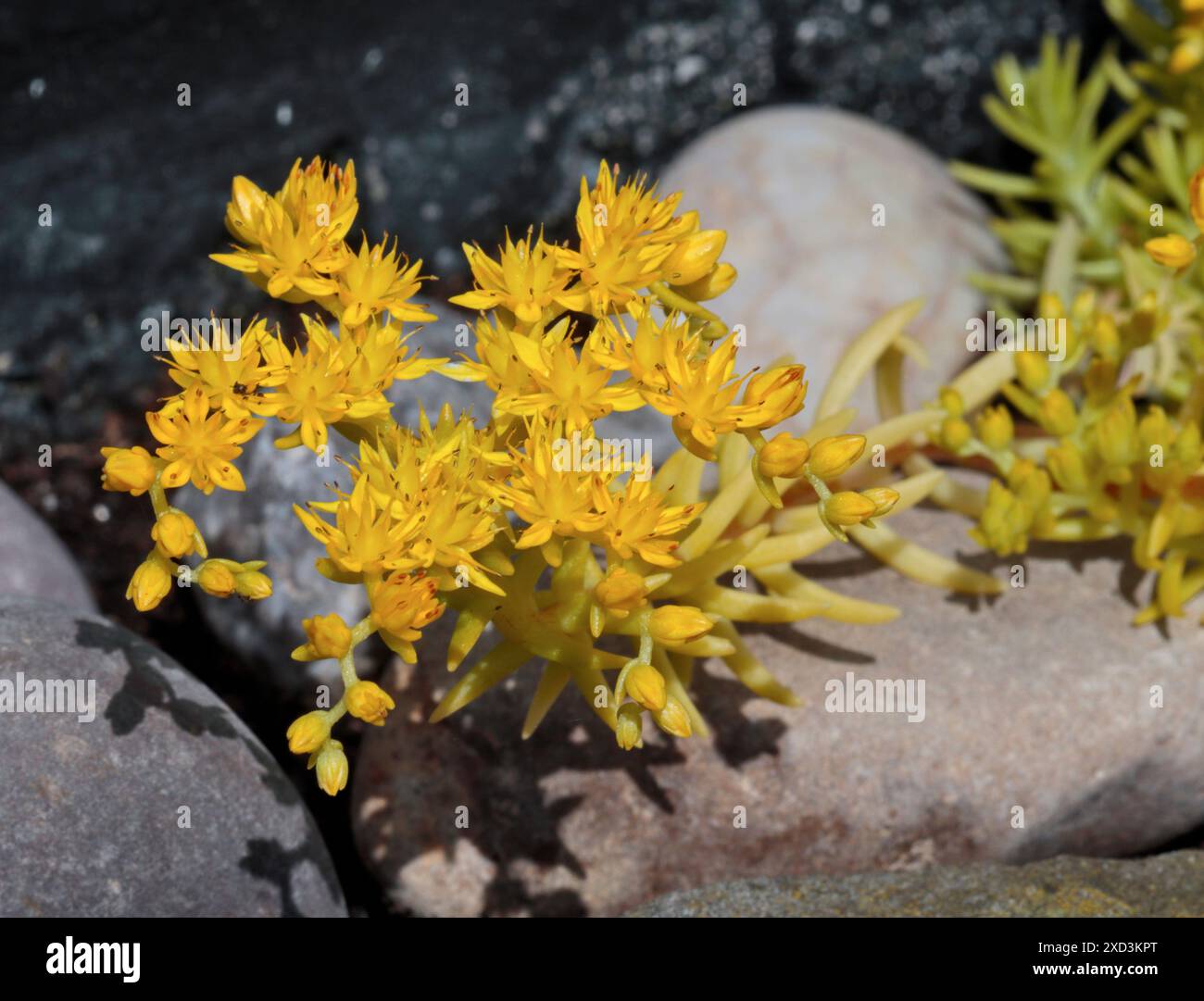 Sedum Gold Mound Stock Photo - Alamy