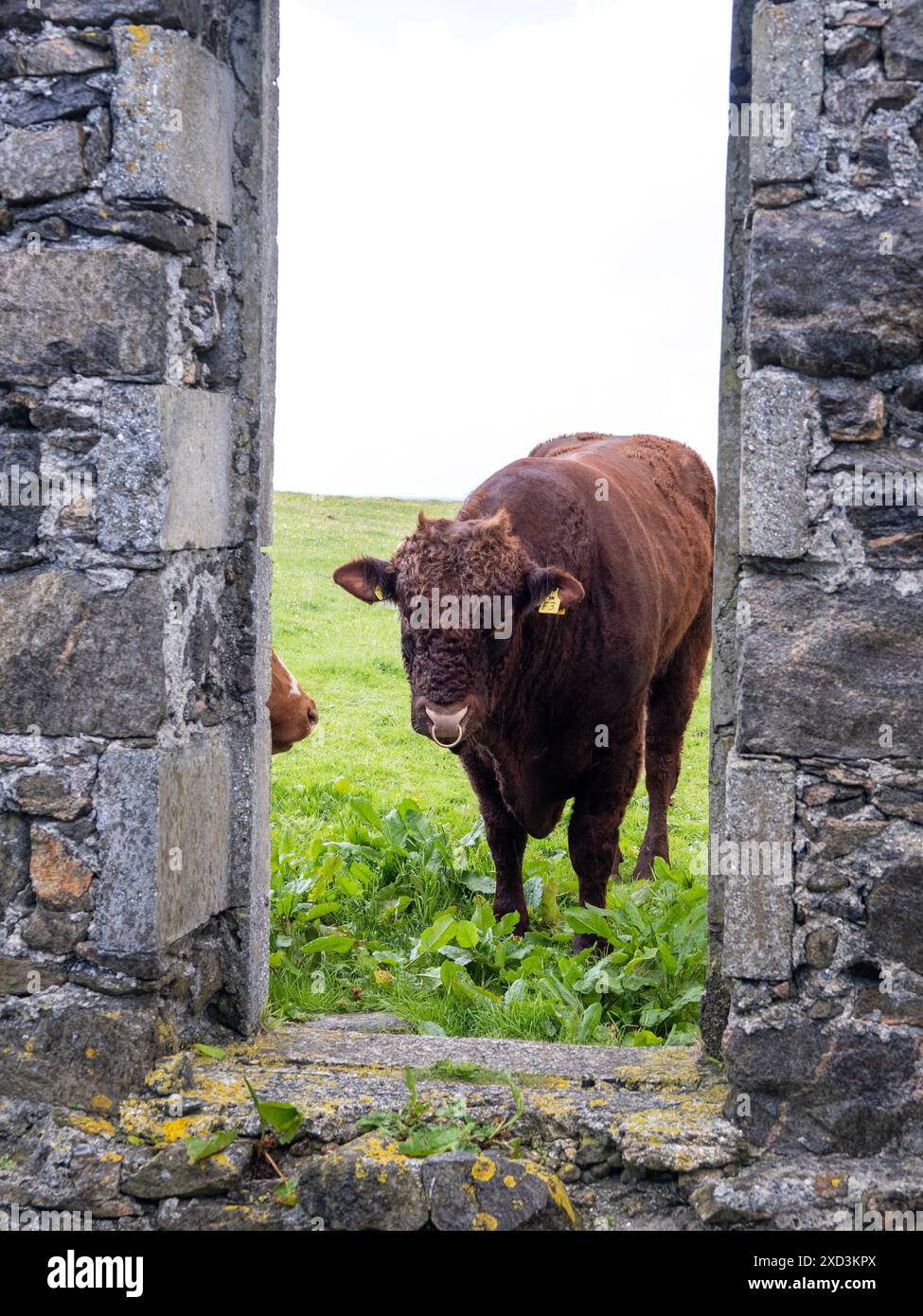 A bull by an abandoned village on Vatersay, off Barra, Outer Hebrides ...