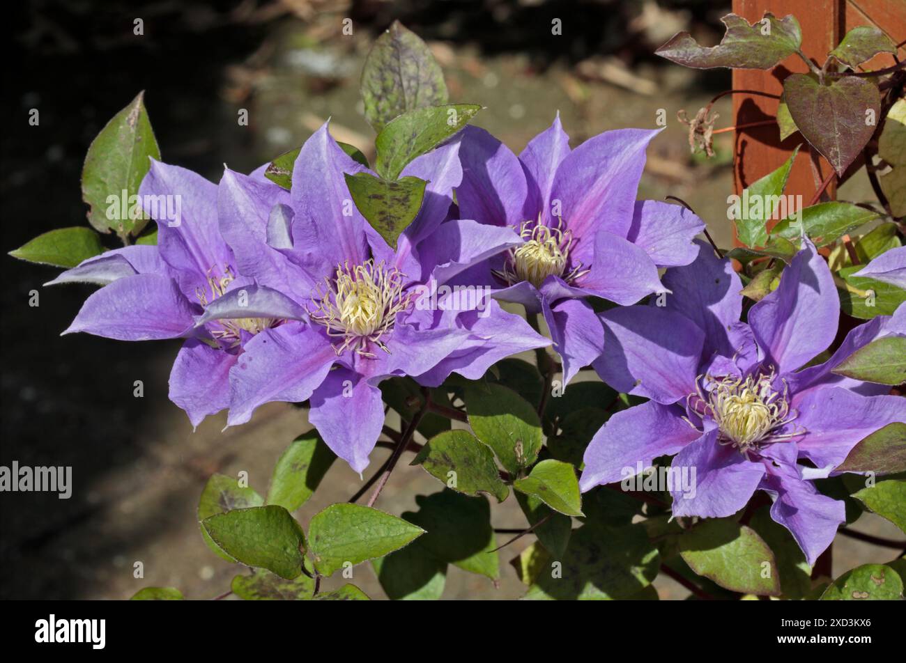 Clematis olympia hi-res stock photography and images - Alamy