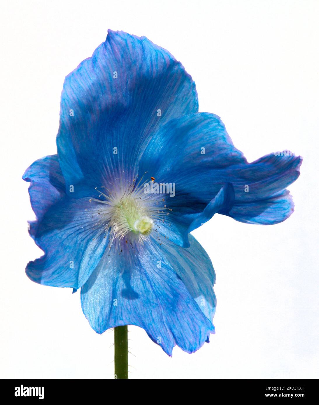 Meconopsis Lingholm (Blue Himalyan Poppy Stock Photo - Alamy