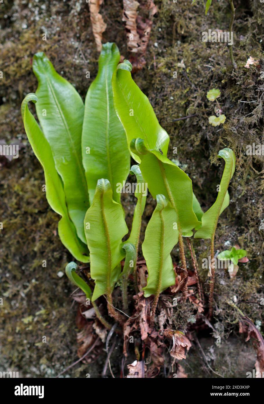 Hart's Tongue Fern Stock Photo - Alamy