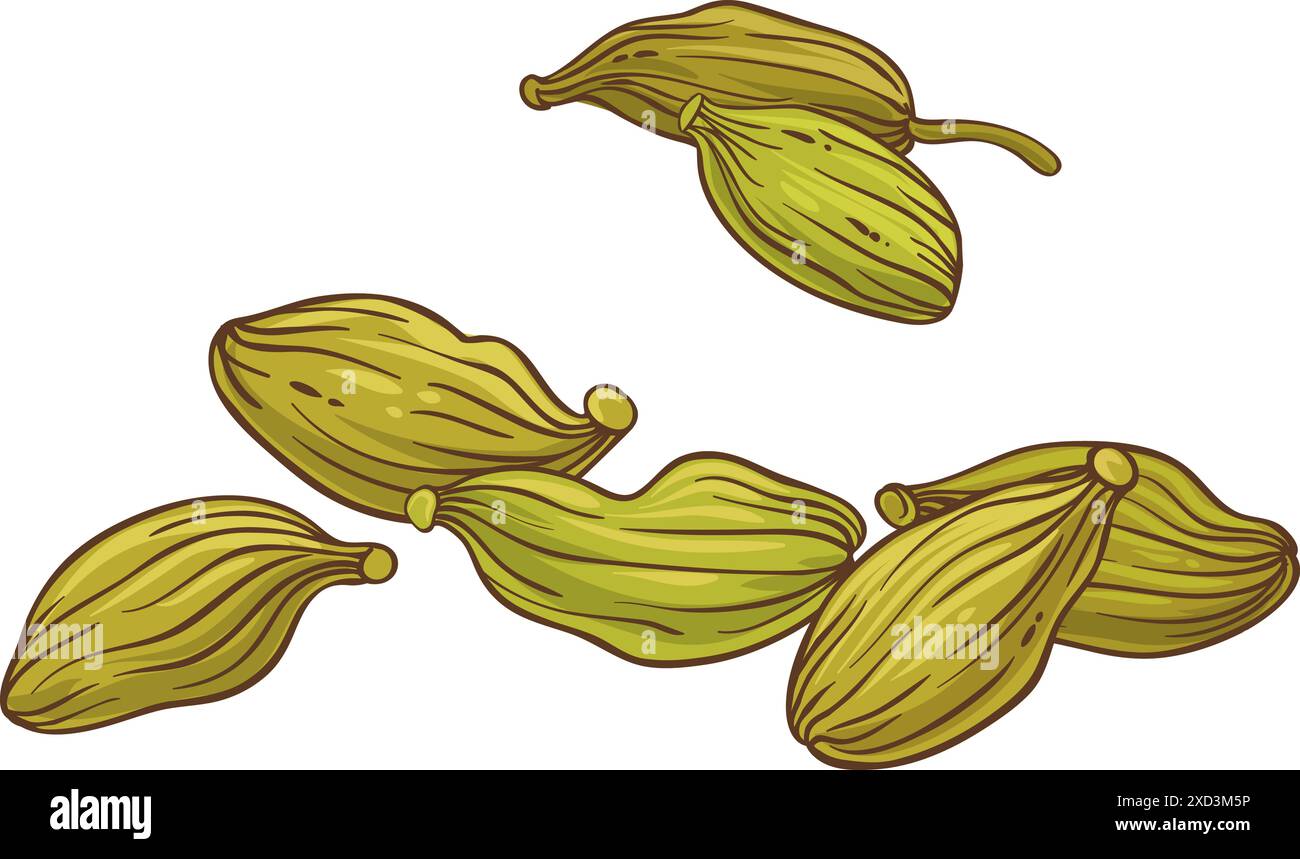 Cardamom Seeds Colored Detailed Illustration Stock Vector Image & Art ...
