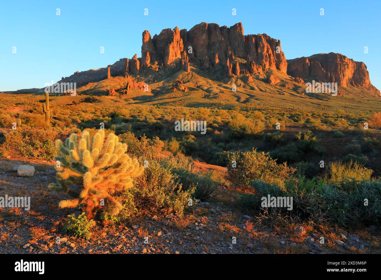 geography / travel, USA, Arizona, apache Junction, Saguaros and ...