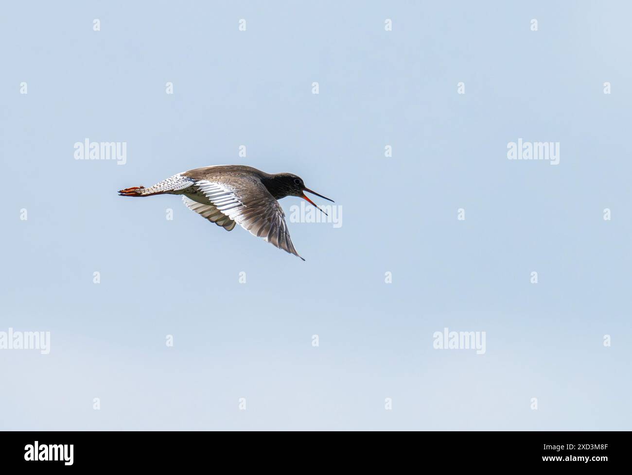 Redshank, Tringa totanus on the Isle of Barra, Outer Hebrides, Scotland ...
