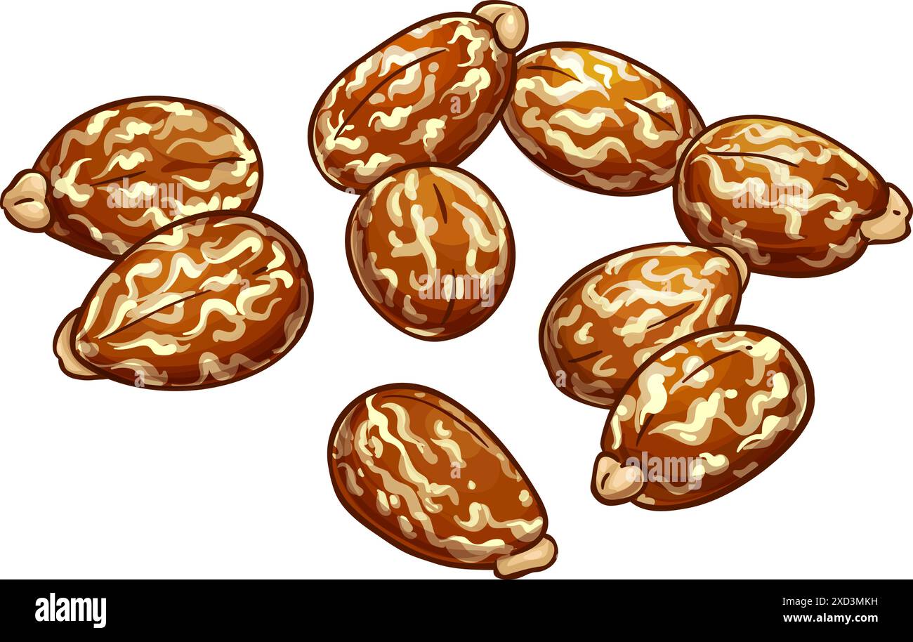 Castor Seeds Colored Detailed Illustration Stock Vector Image & Art - Alamy