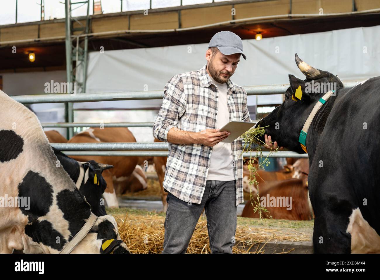 Farm worker inspecting livestock, using a digital tablet and visually ...