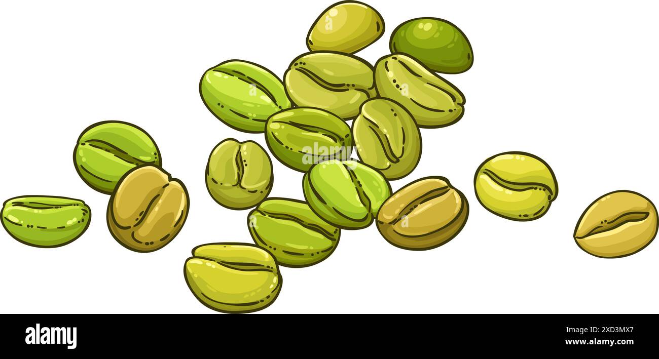 Coffee Seeds Colored Detailed Illustration Stock Vector Image & Art - Alamy