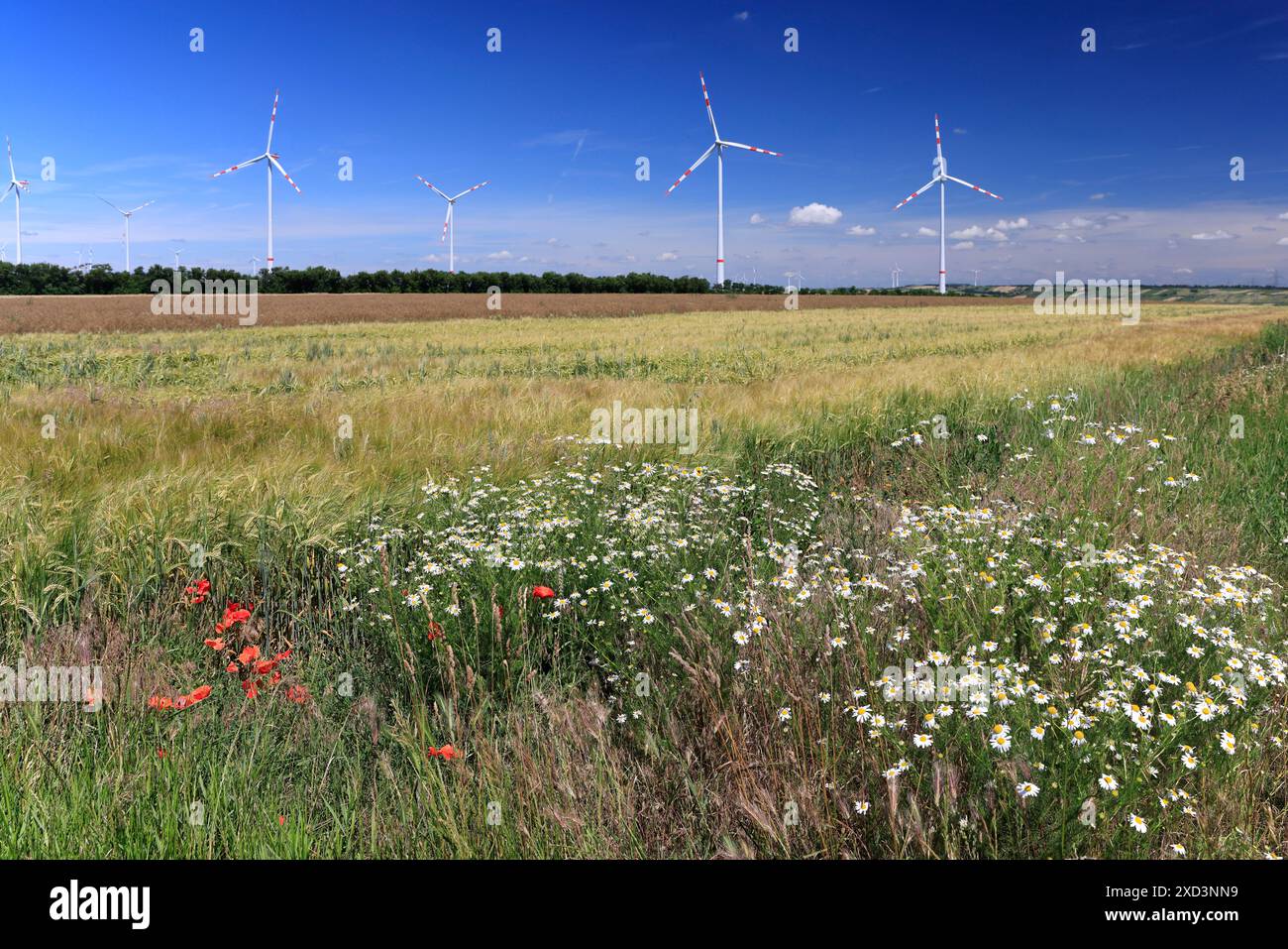 The typical cultural landscape in the extreme northeast of Austria with ...