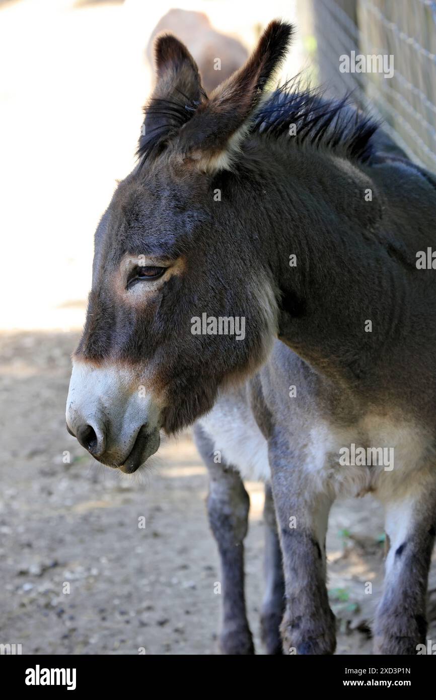Portrait of a domestic donkey Stock Photo - Alamy