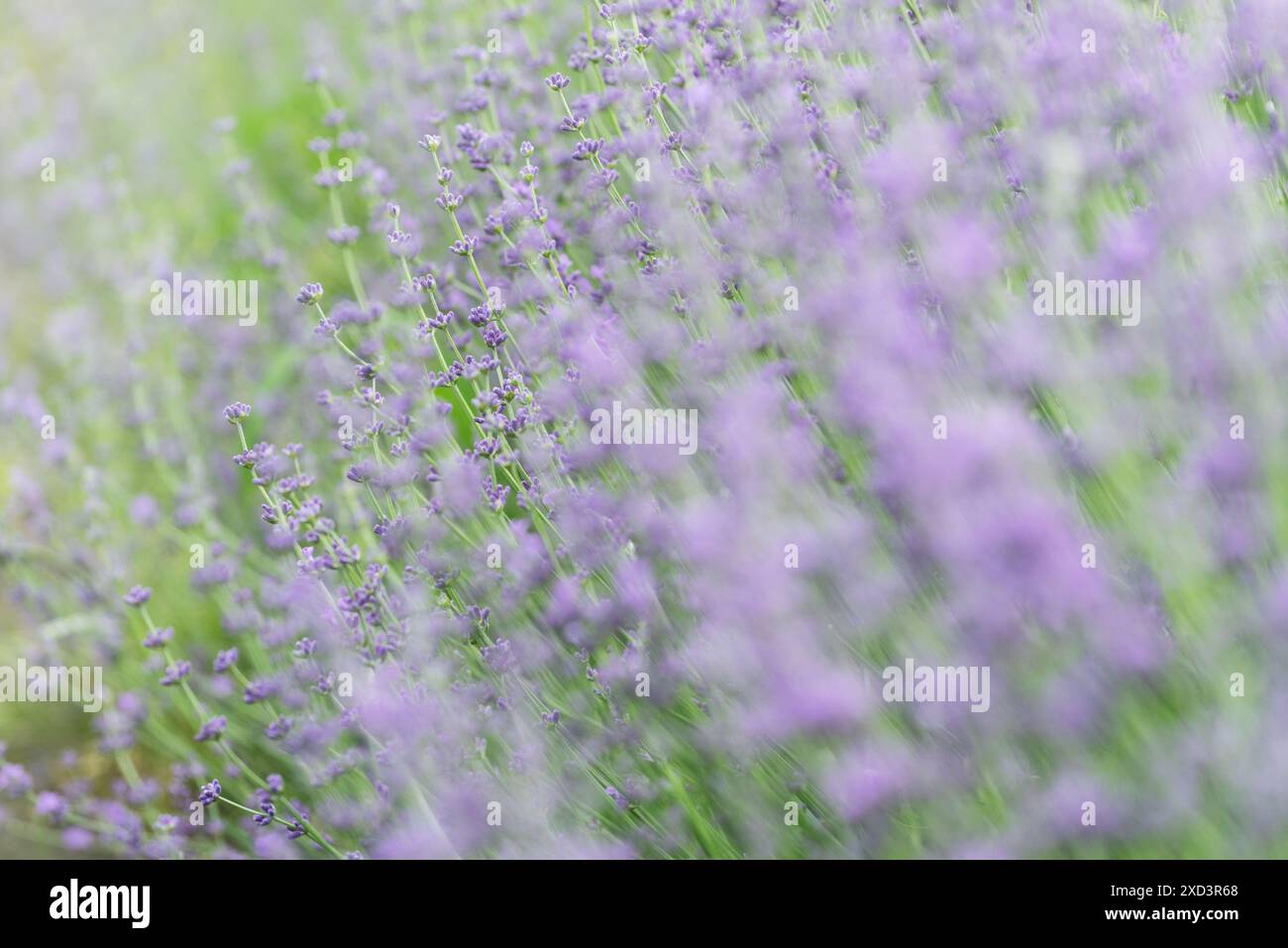 Lavender Bushes in Full Bloom with Blurred Foreground Stock Photo - Alamy
