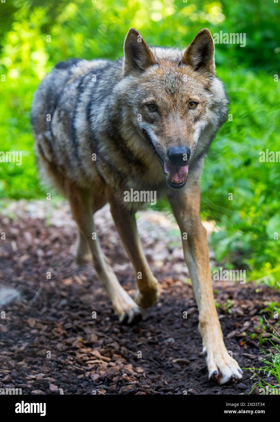 PRODUCTION - 18 June 2024, Lower Saxony, Hanstedt: A wolf walks through ...