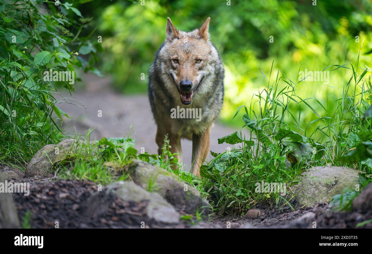 PRODUCTION - 18 June 2024, Lower Saxony, Hanstedt: A wolf walks through ...