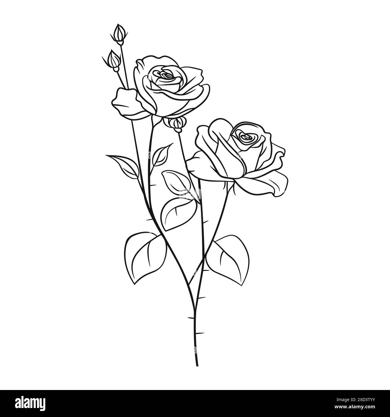 Sketch of blossom roses on stem with leaves. Vintage line drawing ...