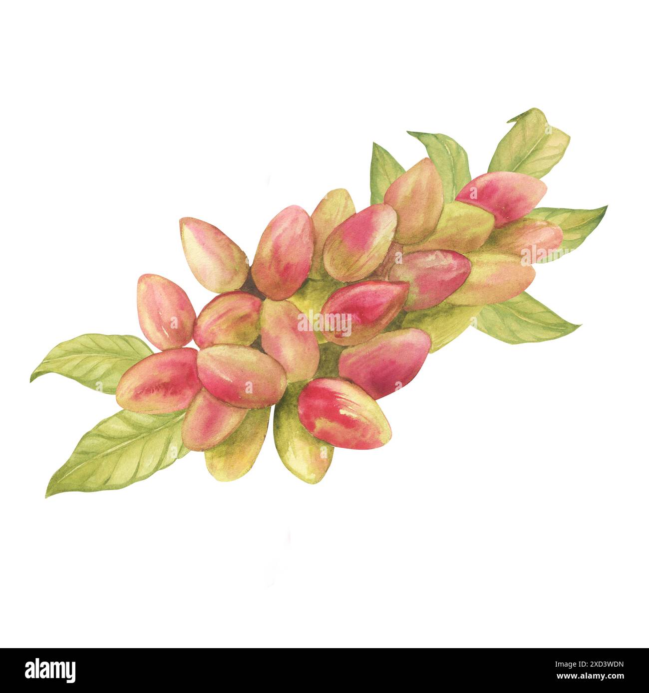 Pistachio tree fruits and leaves watercolor illustration set. Botanical ...