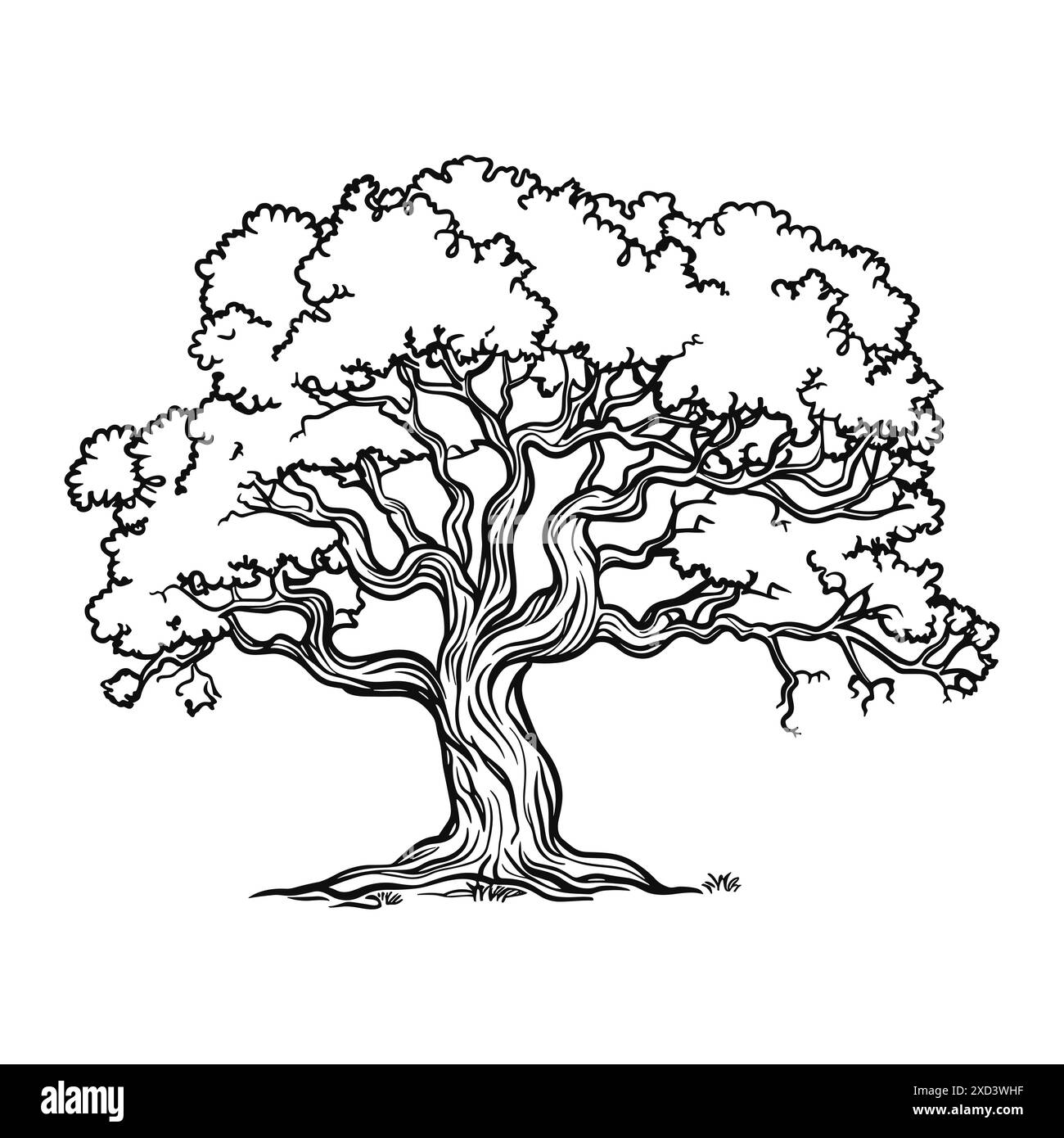 Oak Tree Sketch