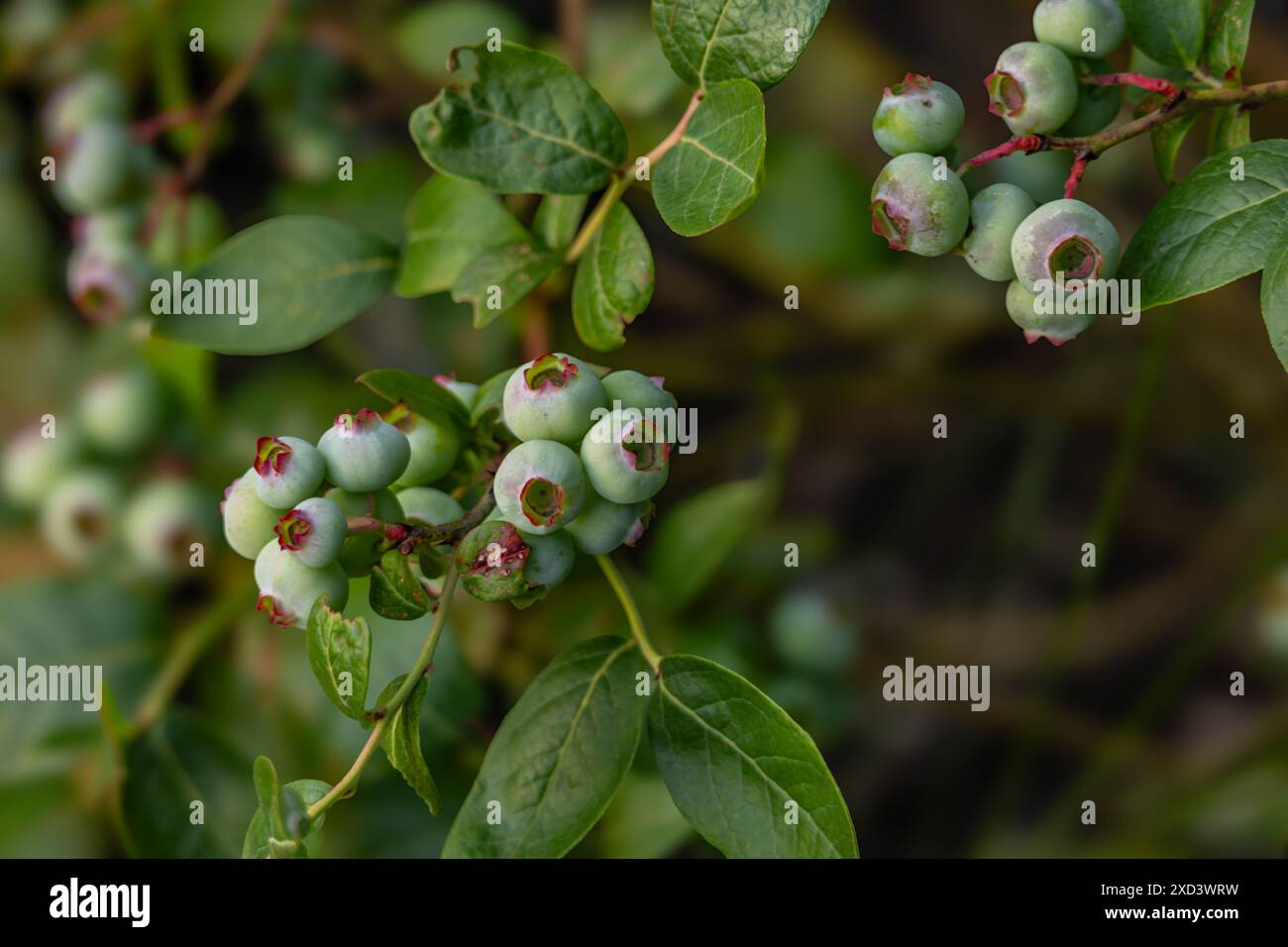 Planting blueberry bushes hi-res stock photography and images - Alamy