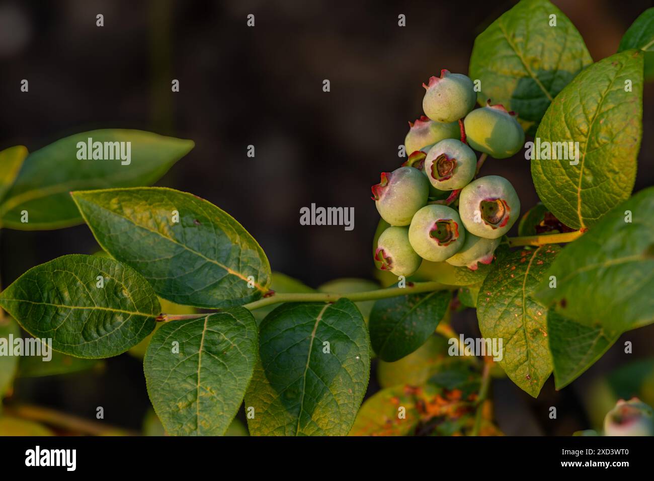 Planting blueberry bushes hi-res stock photography and images - Alamy