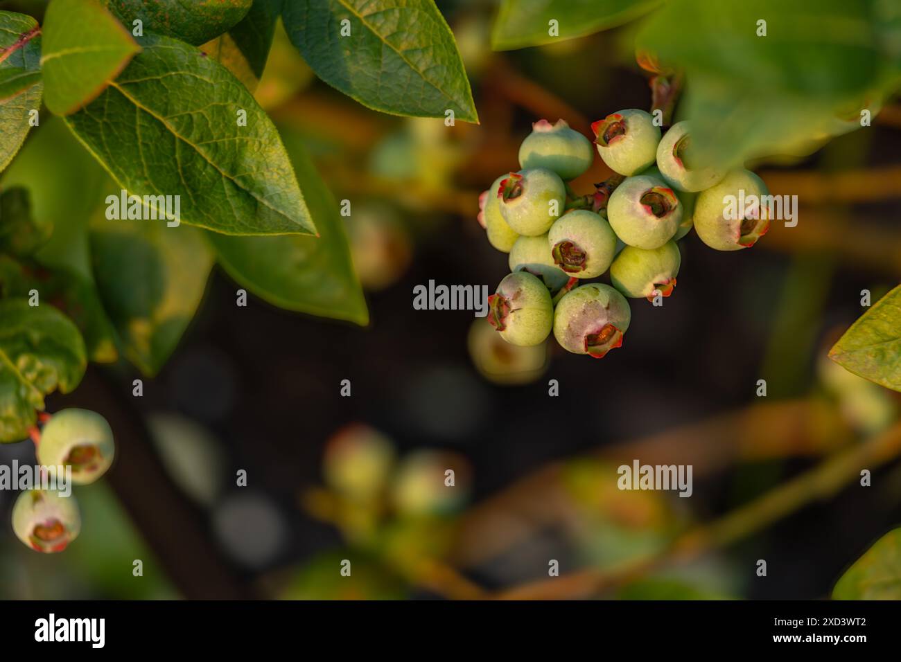 Green unripe fruits on a blueberry bush in the garden Stock Photo - Alamy