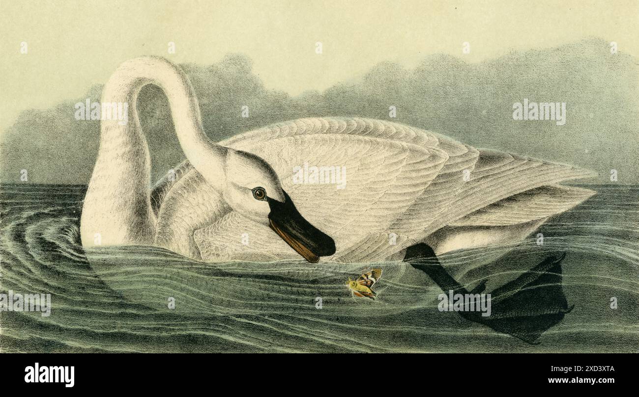 Trumpeter Swan (Adult) / John James Audubon / 1871 Stock Photo - Alamy