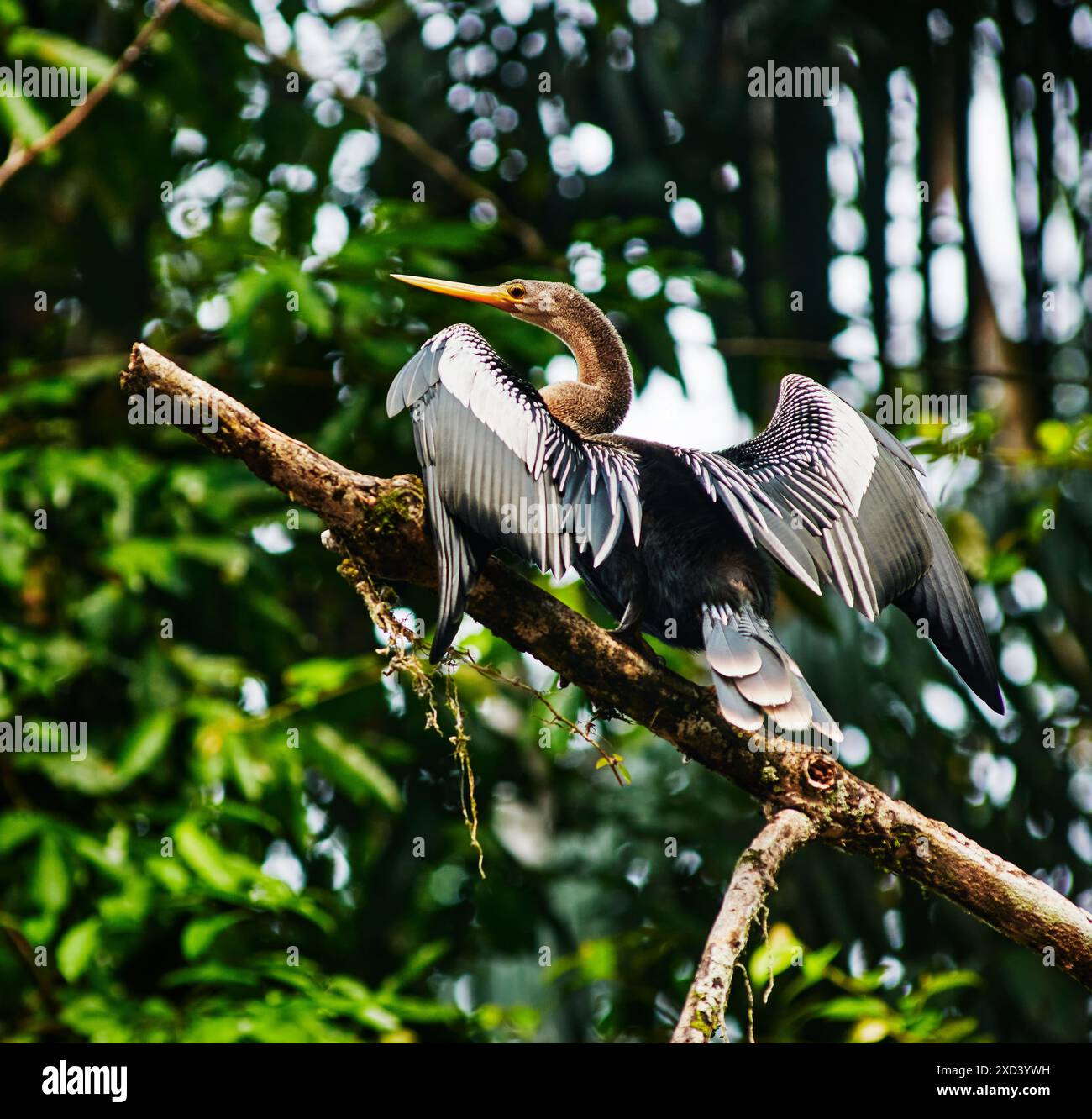 The Anhinga, snake bird, Cuyabeno wildlife reserve, Amazon rainforest ...