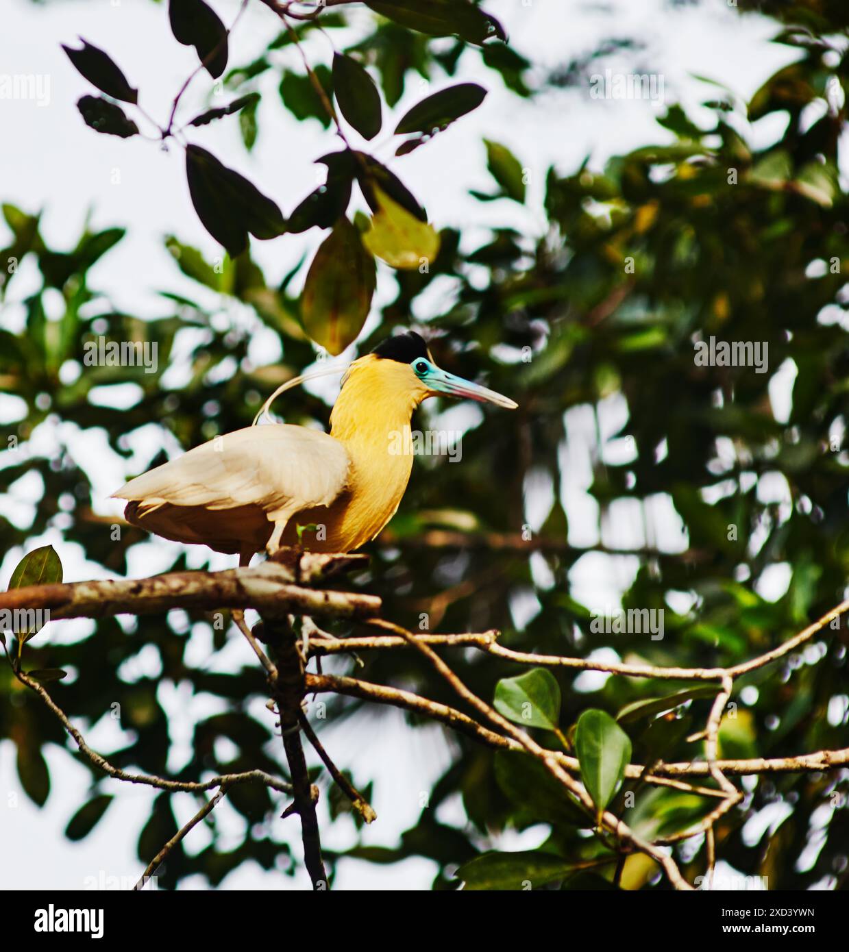 Capped Heron bird, Cuyabeno wildlife reserve, Amazon rainforest ...