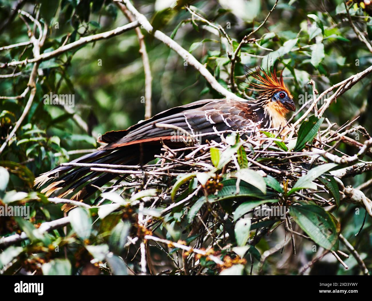 Hoatzin, aka stinky turkeys in the Cuyabeno wildlife reserve, Amazon ...