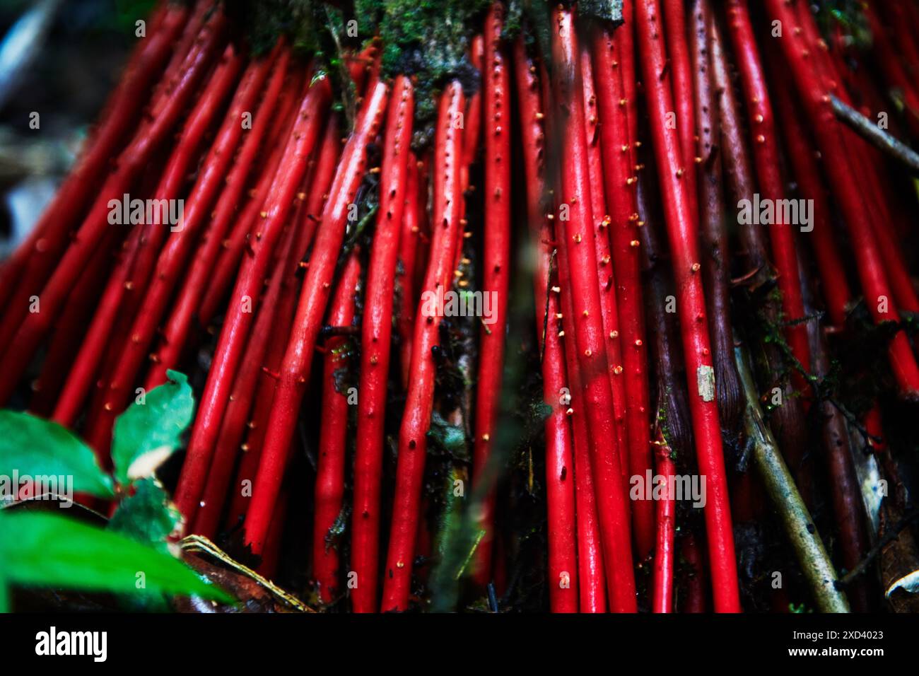 Red roots of an açaí palm tree, Cuyabeno wildlife reserve, Amazon ...