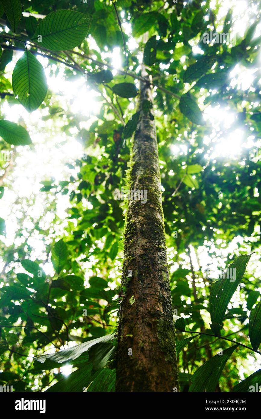 Sun shining through rainforest hi-res stock photography and images - Alamy