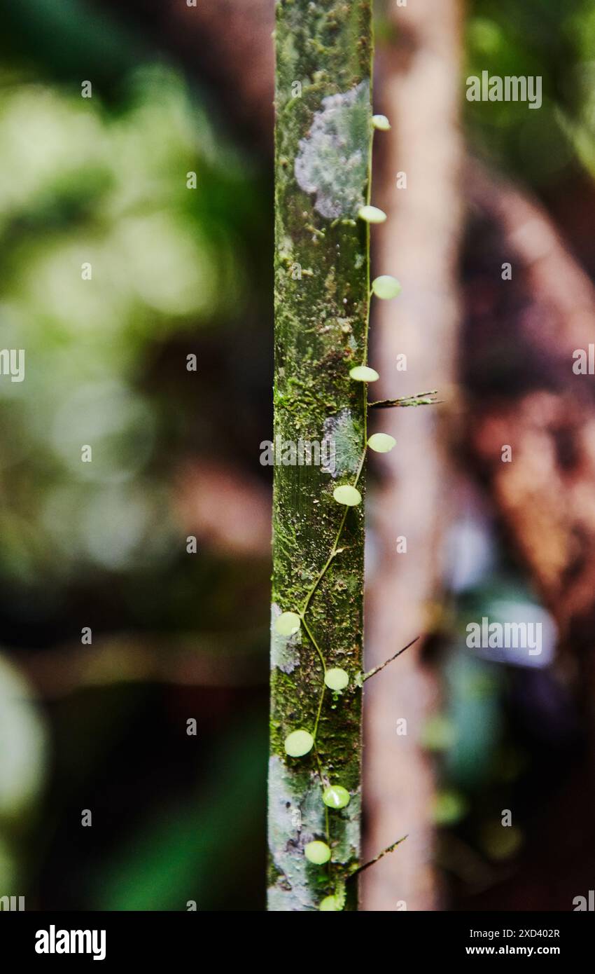 Small green vine growing up a tree in the Cuyabeno wildlife reserve ...