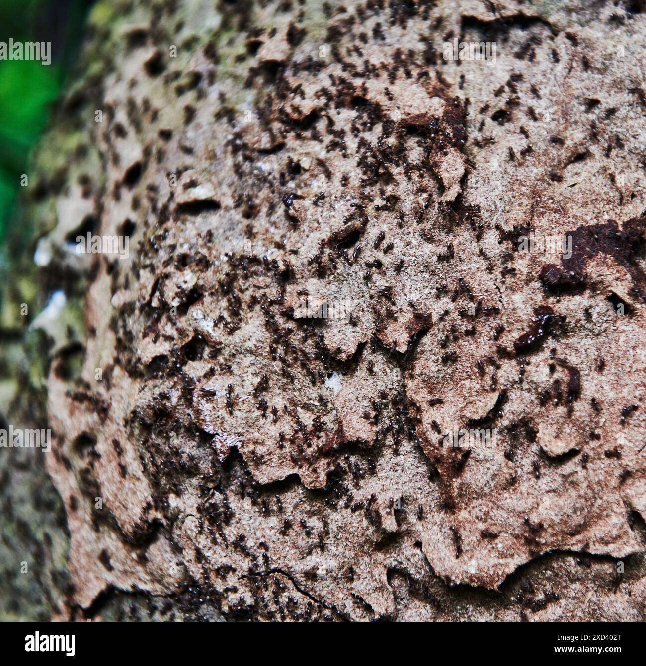 Close up of an ant colony on tree bark, Cuyabeno wildlife reserve ...