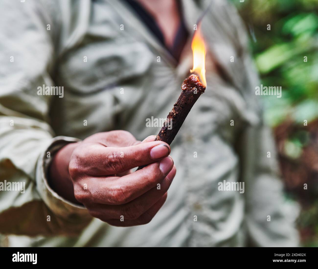 Hand holding a stick covered in flammable sap in the Cuyabeno wildlife ...
