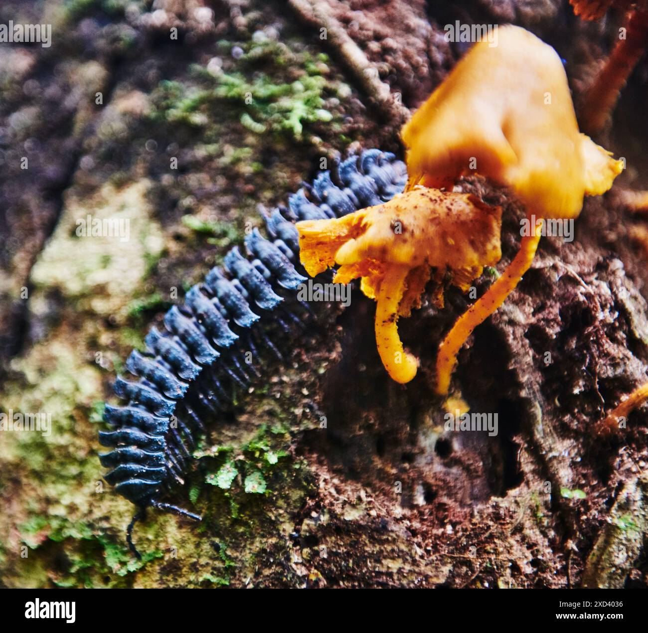 Millipede (Polydesmida), Cuyabeno wildlife reserve, Amazon rainforest ...