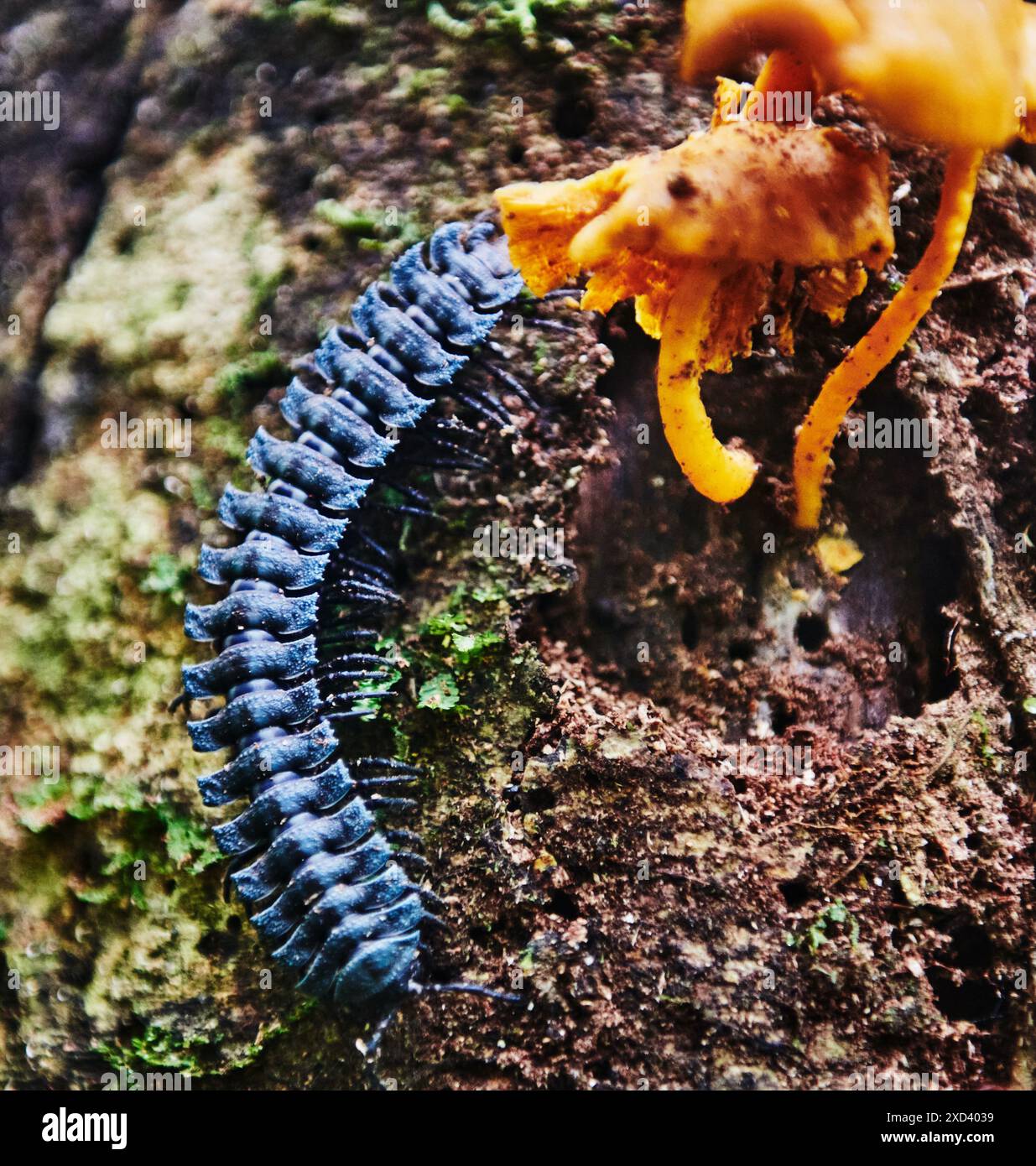 Millipede (Polydesmida), Cuyabeno wildlife reserve, Amazon rainforest ...