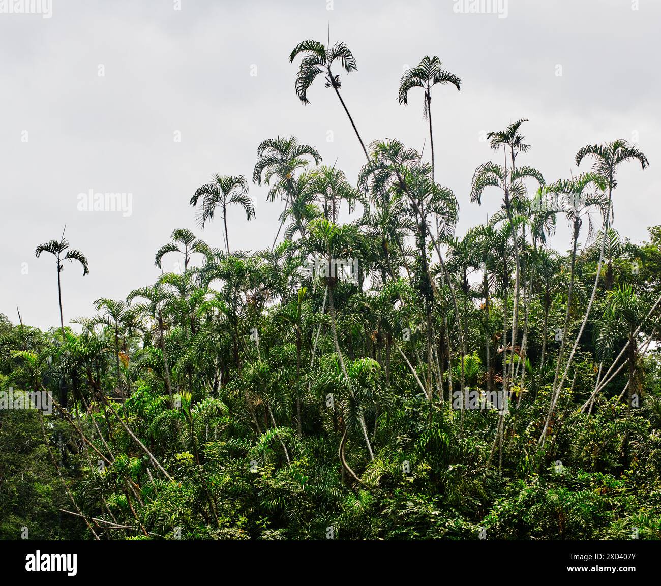 Palm trees growing along the river in the amazon rainforest, Cuyabeno ...
