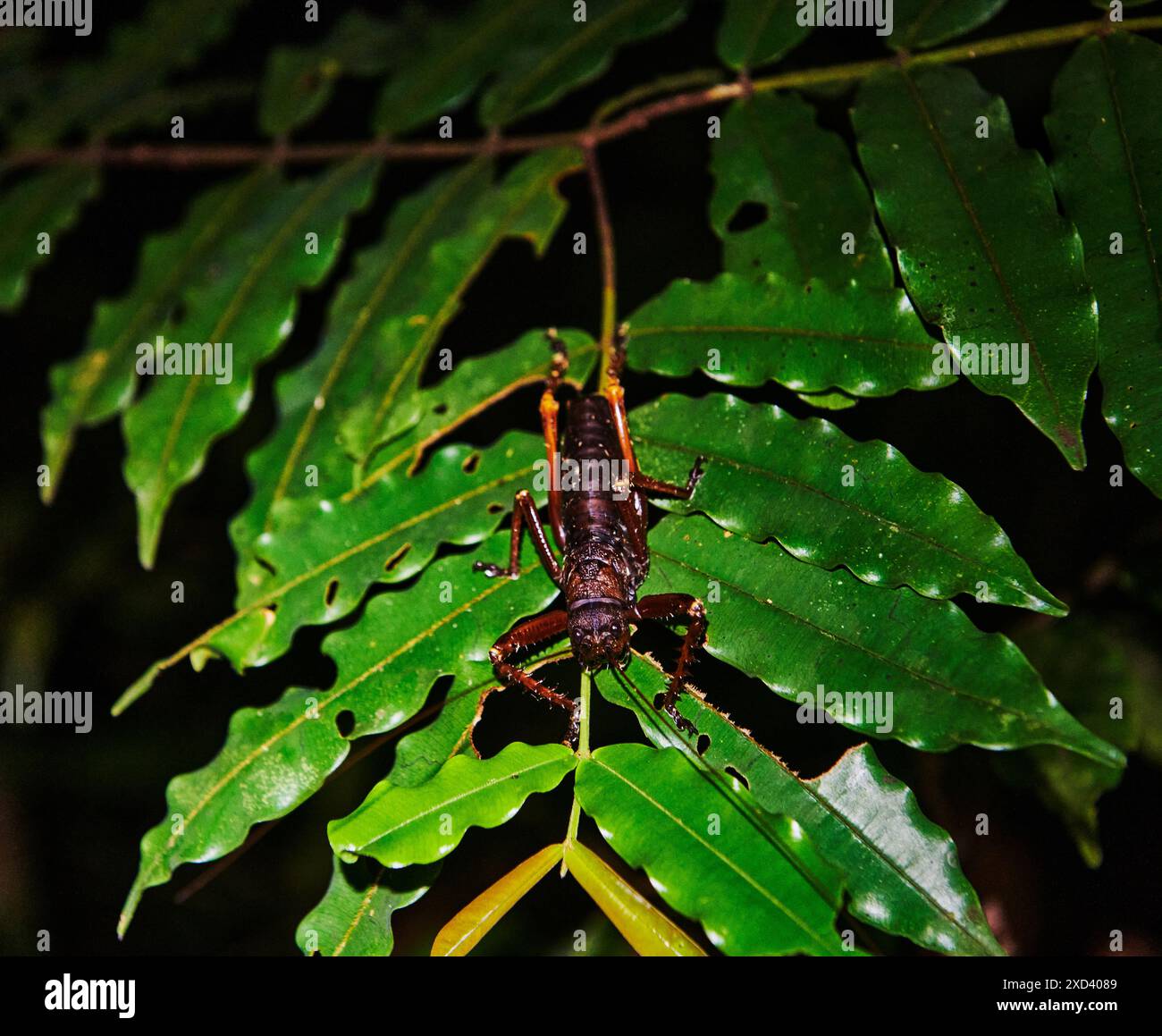 Insect sitting on a leaf at night in Cuyabeno wildlife reserve, Amazon ...