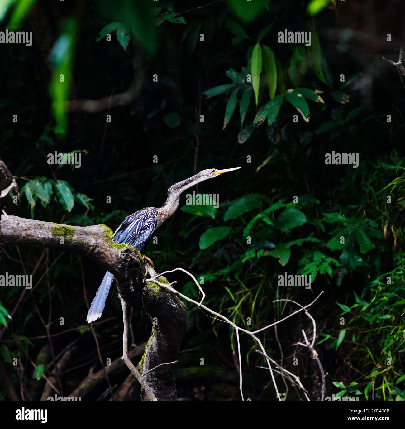The Anhinga, snake bird, Cuyabeno wildlife reserve, Amazon rainforest ...