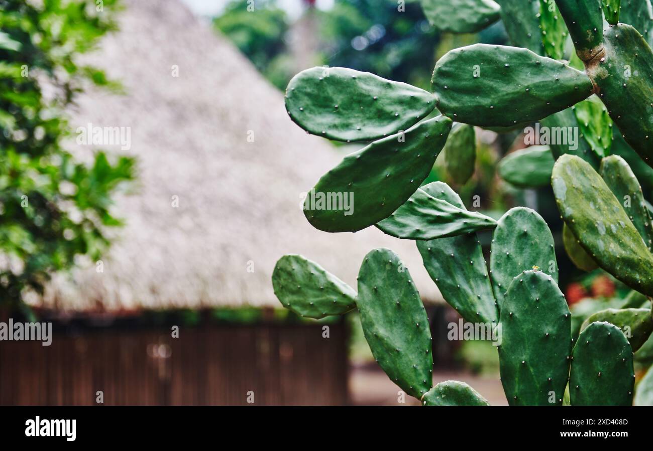 Cactus leaves with village in the background, Cuyabeno wildlife reserve ...