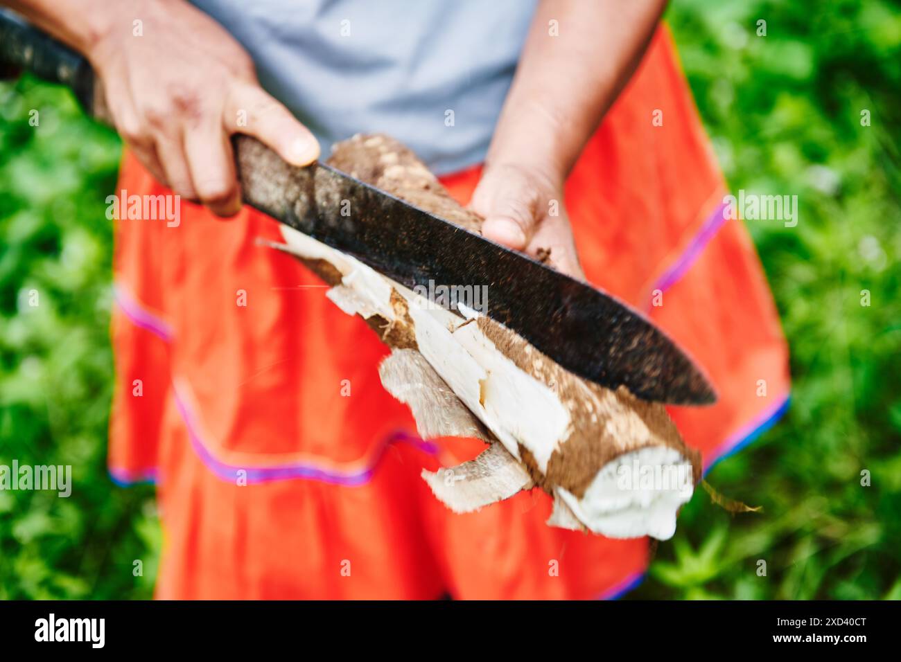 Hands of an indigenous woman cutting open a yucca root in the Cuyabeno ...