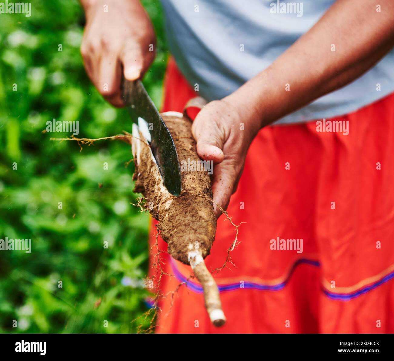 Hands of an indigenous woman cutting open a yucca root in the Cuyabeno ...