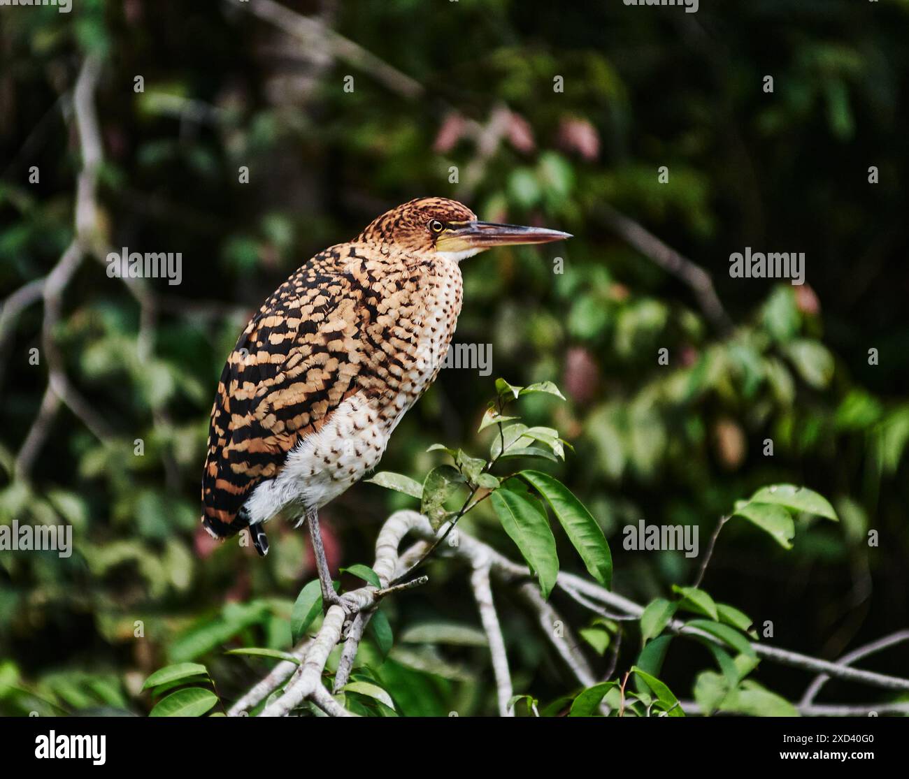 Rufescent Tiger-Heron (Tigrisoma lineatum) in the Cuyabeno wildlife ...
