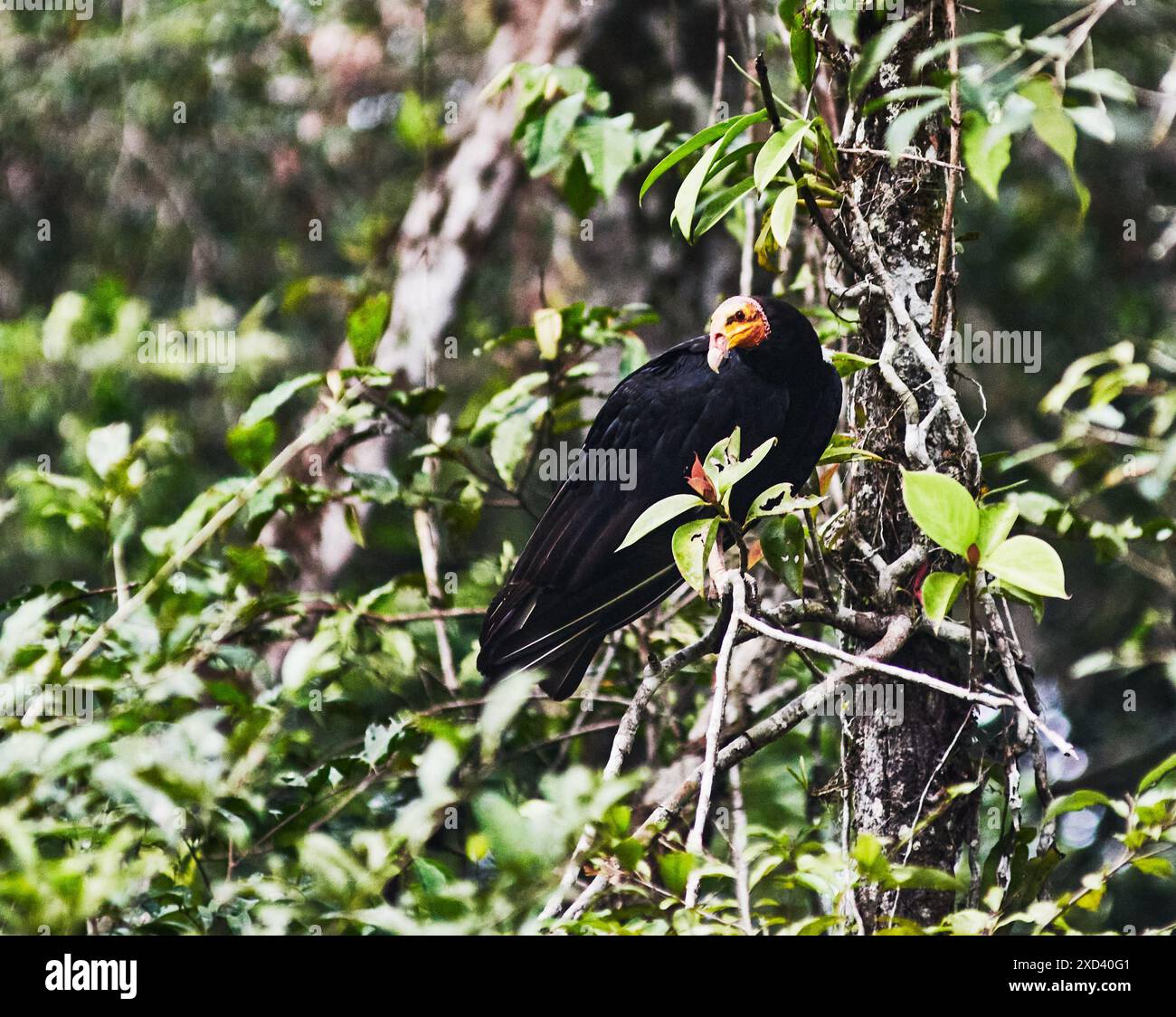 Vulture in Cuyabeno wildlife reserve, Amazon rainforest, Ecuador, South ...