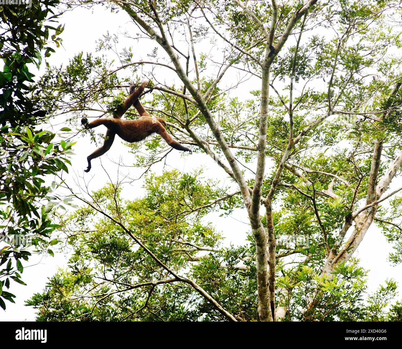 Woolly monkey jumping from tree to tree in the Cuyabeno wildlife ...