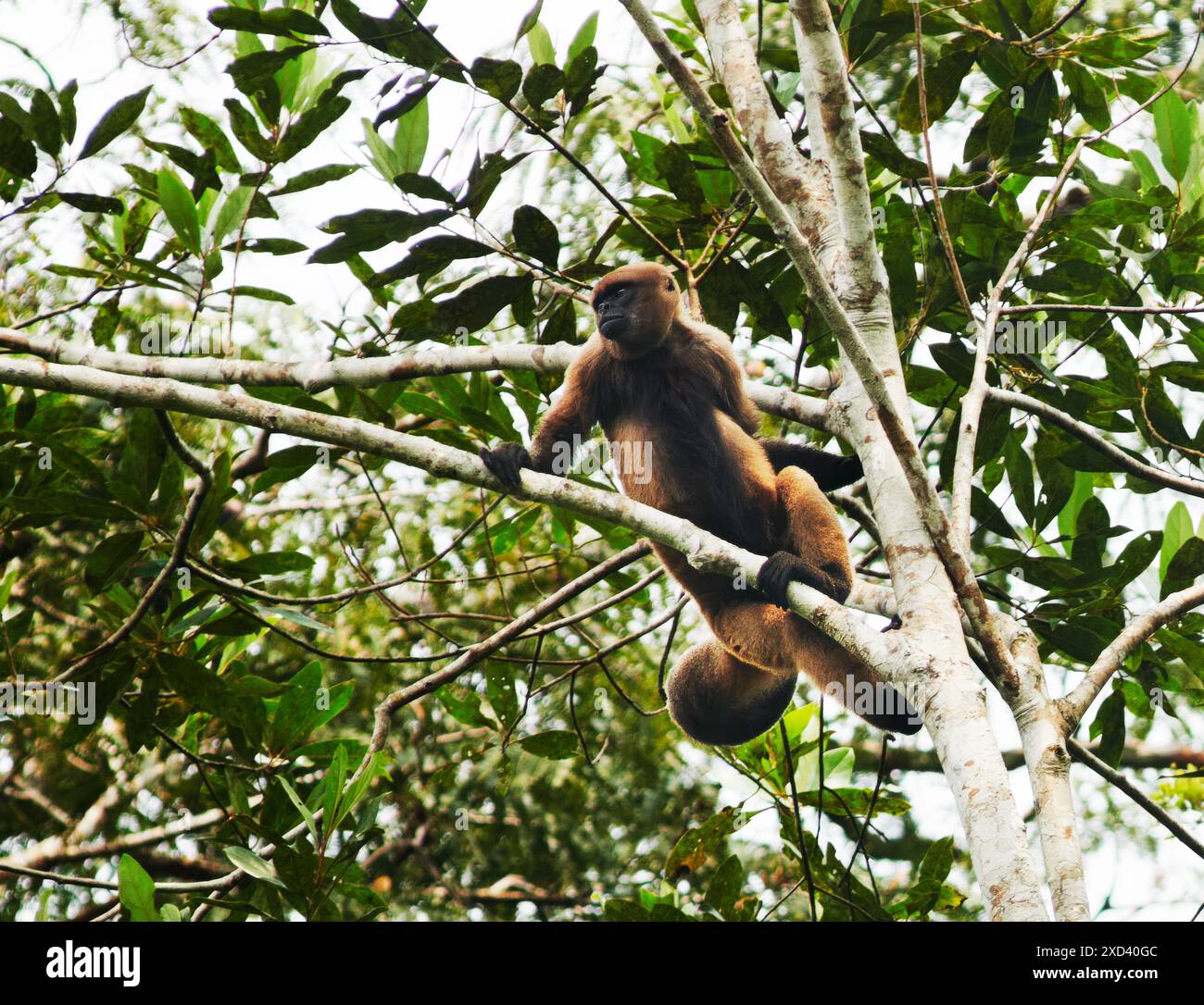 Woolly monkey in the Cuyabeno wildlife reserve, Amazon rainforest ...