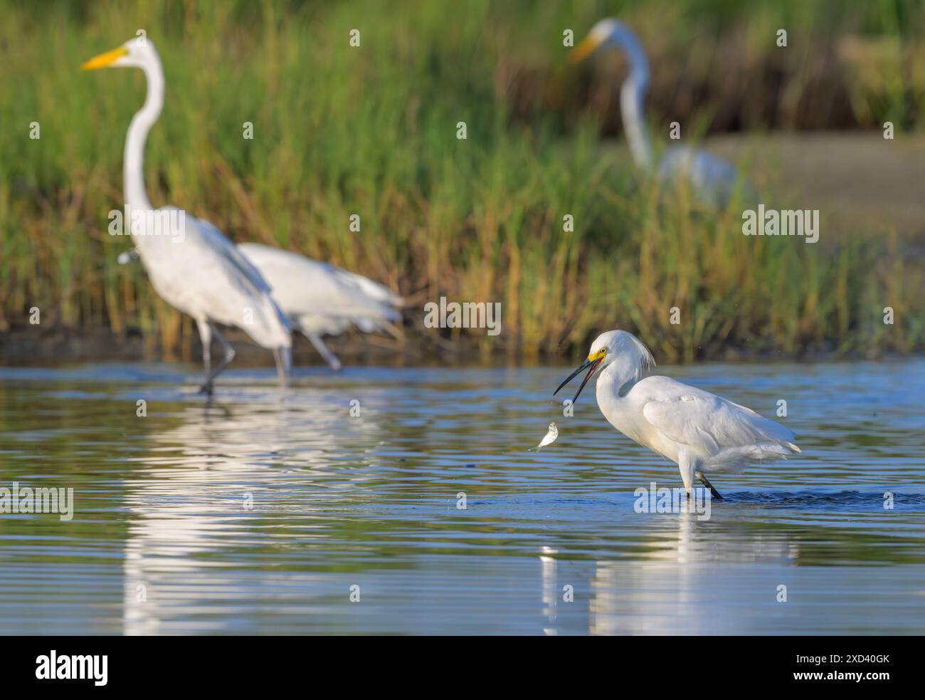 Snowy egret (Egretta thula) hunting in a lagoon next to the great ...