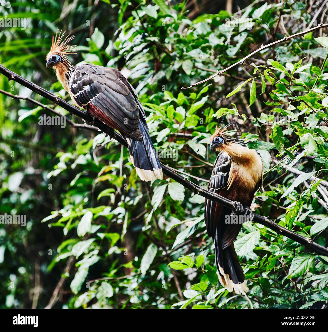 Hoatzin, aka stinky turkeys in the Cuyabeno wildlife reserve, Amazon ...