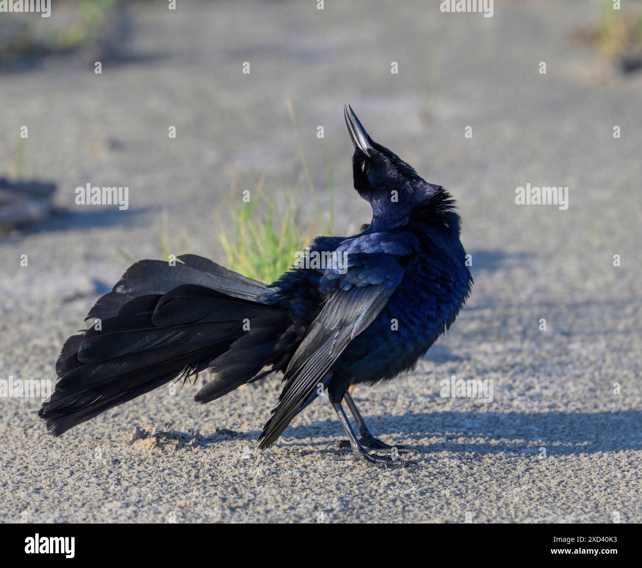 Grackles hi-res stock photography and images - Alamy