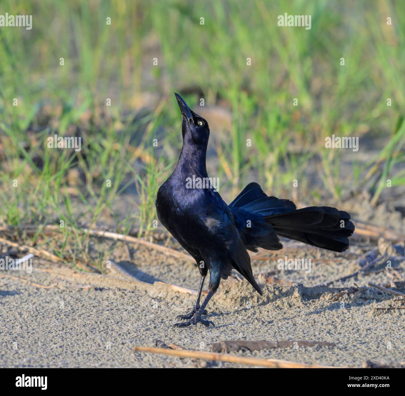 Grackles hi-res stock photography and images - Alamy