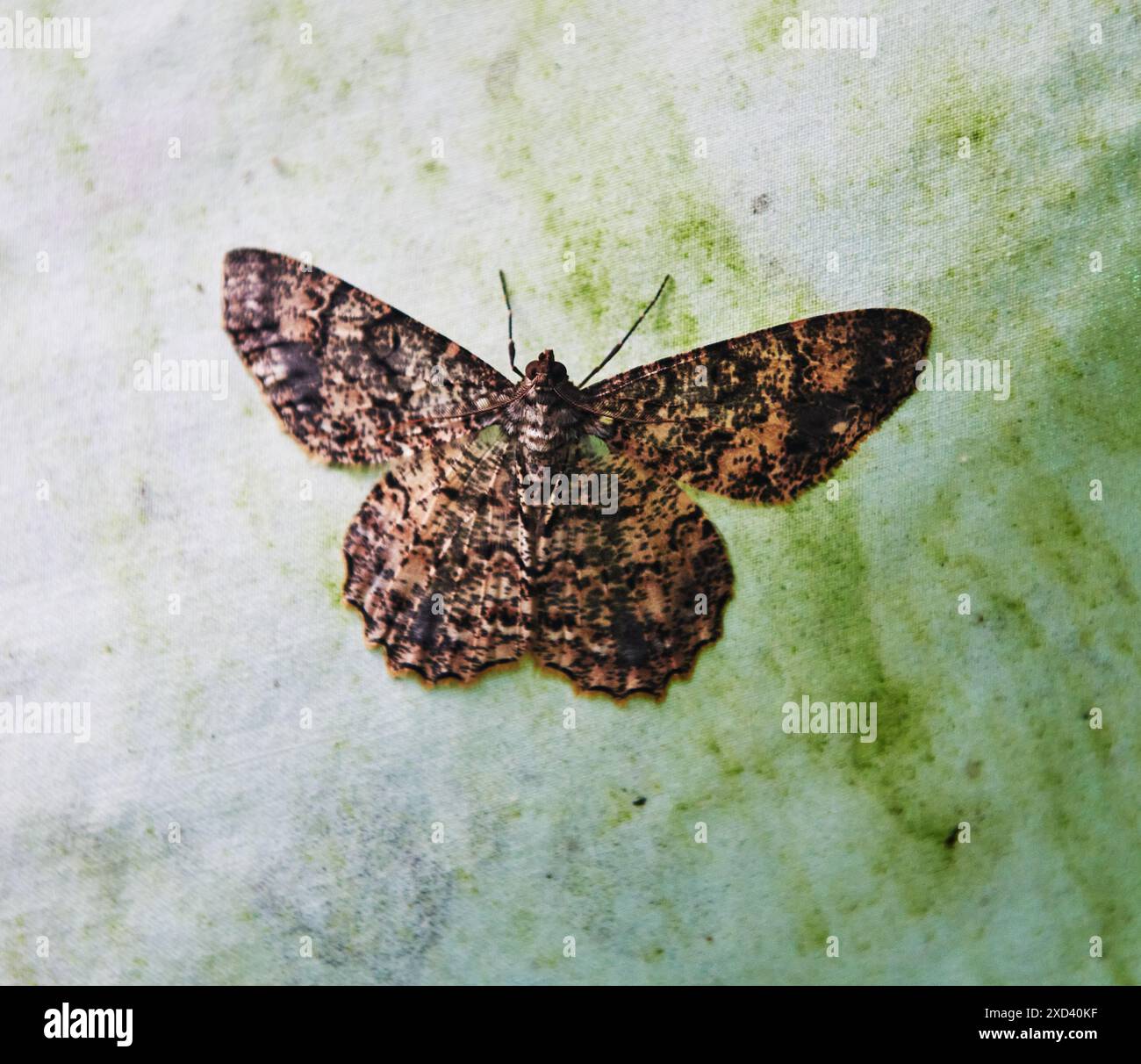 Moth lepidoptera ecuador hi-res stock photography and images - Alamy